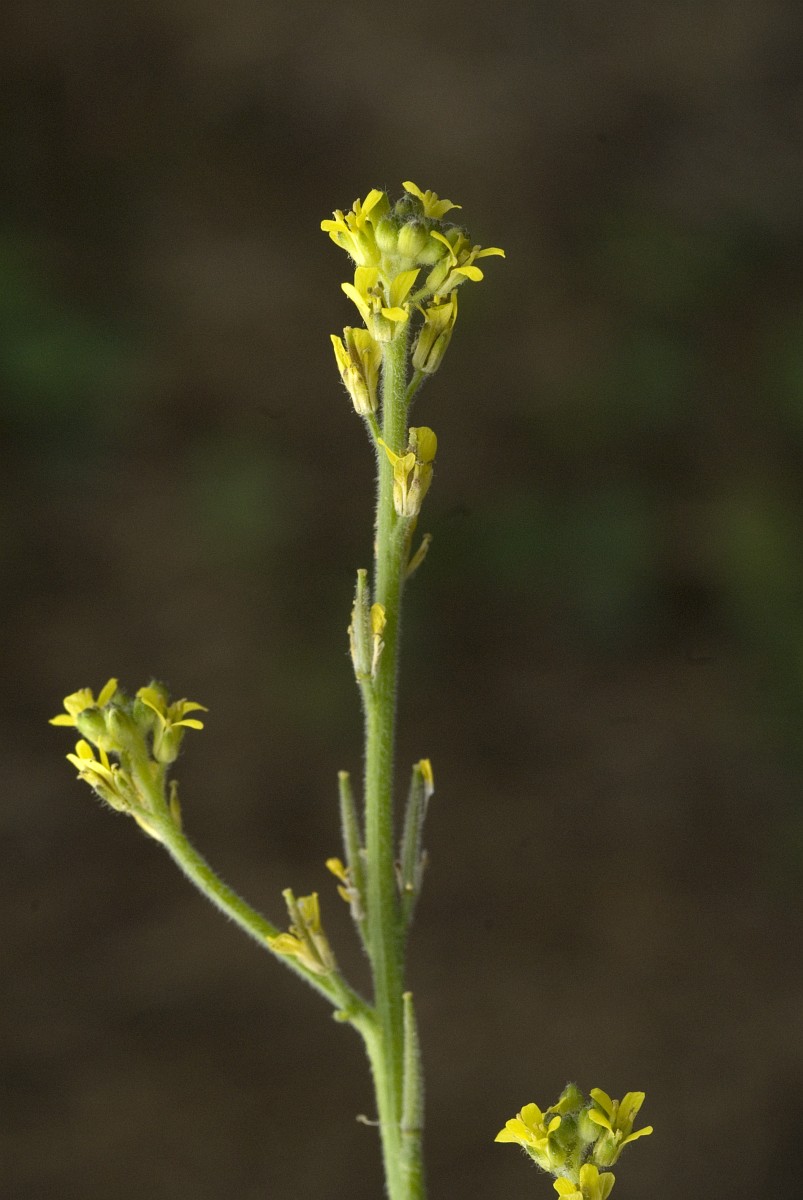 Sisymbrium officinale, Hedge Mustard
