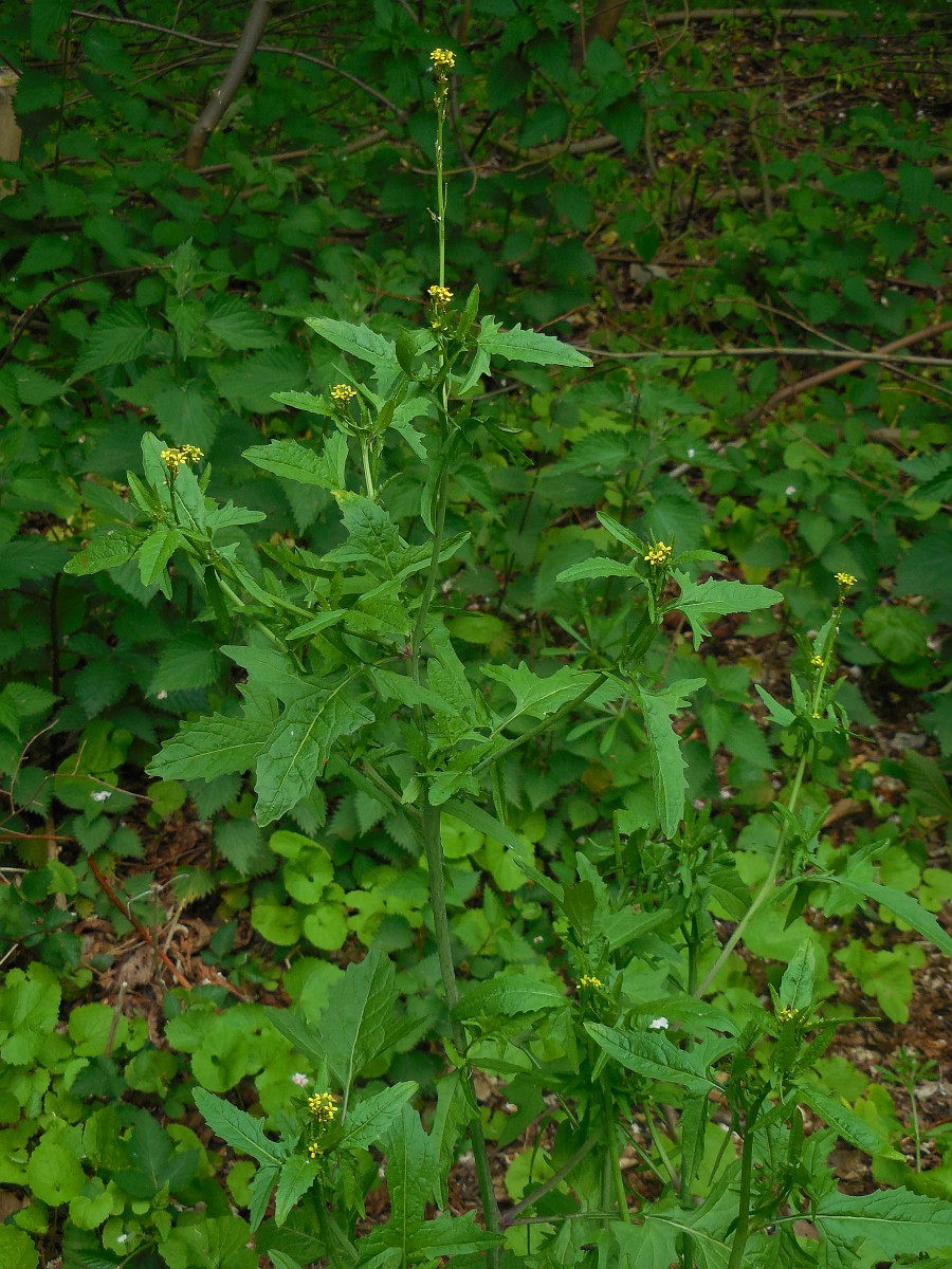 Sisymbrium officinale, Hedge Mustard