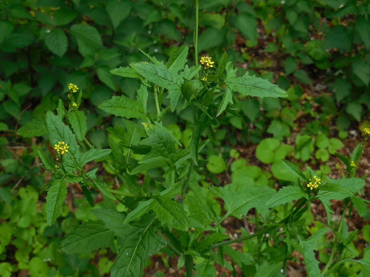 Sisymbrium officinale, Hedge Mustard