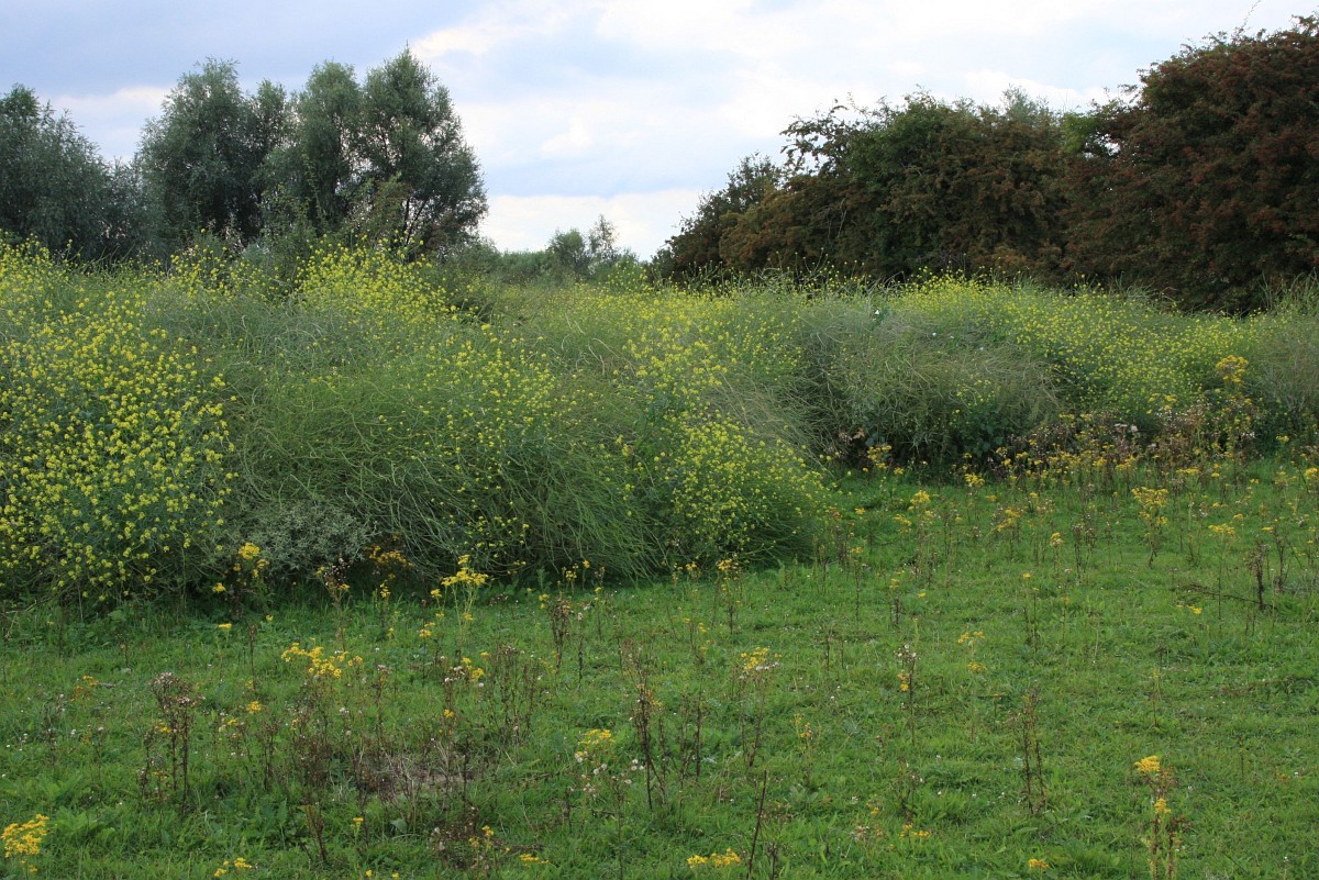 Sisymbrium officinale, Hedge Mustard