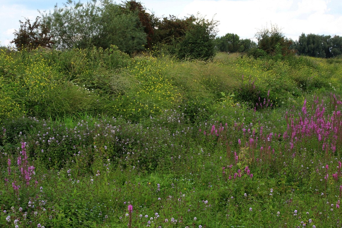 Sisymbrium officinale, Hedge Mustard