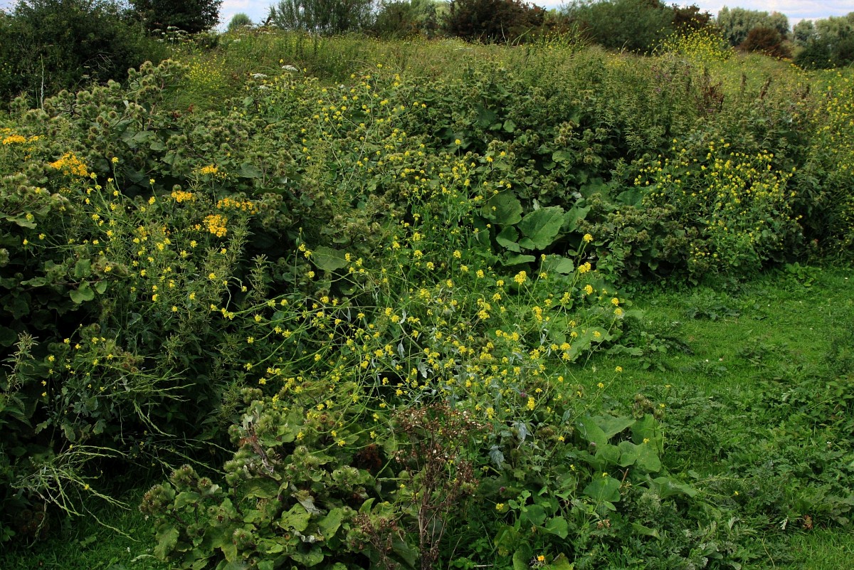 Sisymbrium officinale, Hedge Mustard