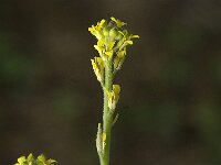 Sisymbrium officinale, Hedge Mustard