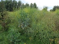 Sisymbrium officinale, Hedge Mustard