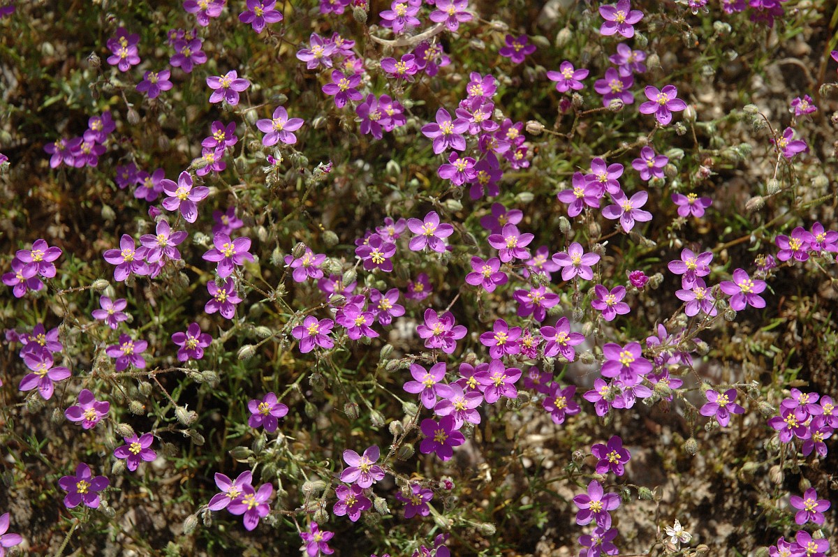 Spergularia rubra, Sand Spurrey
