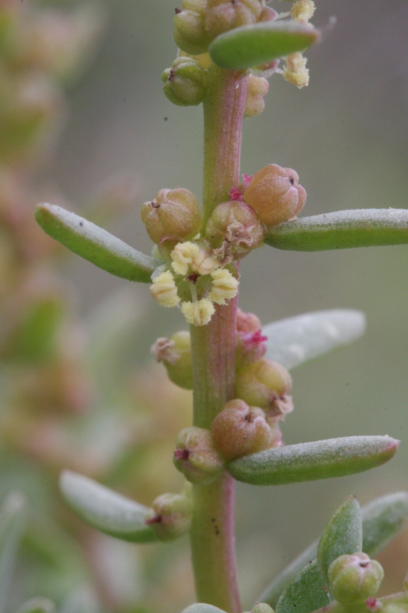 Suaeda maritima, Sea Blite