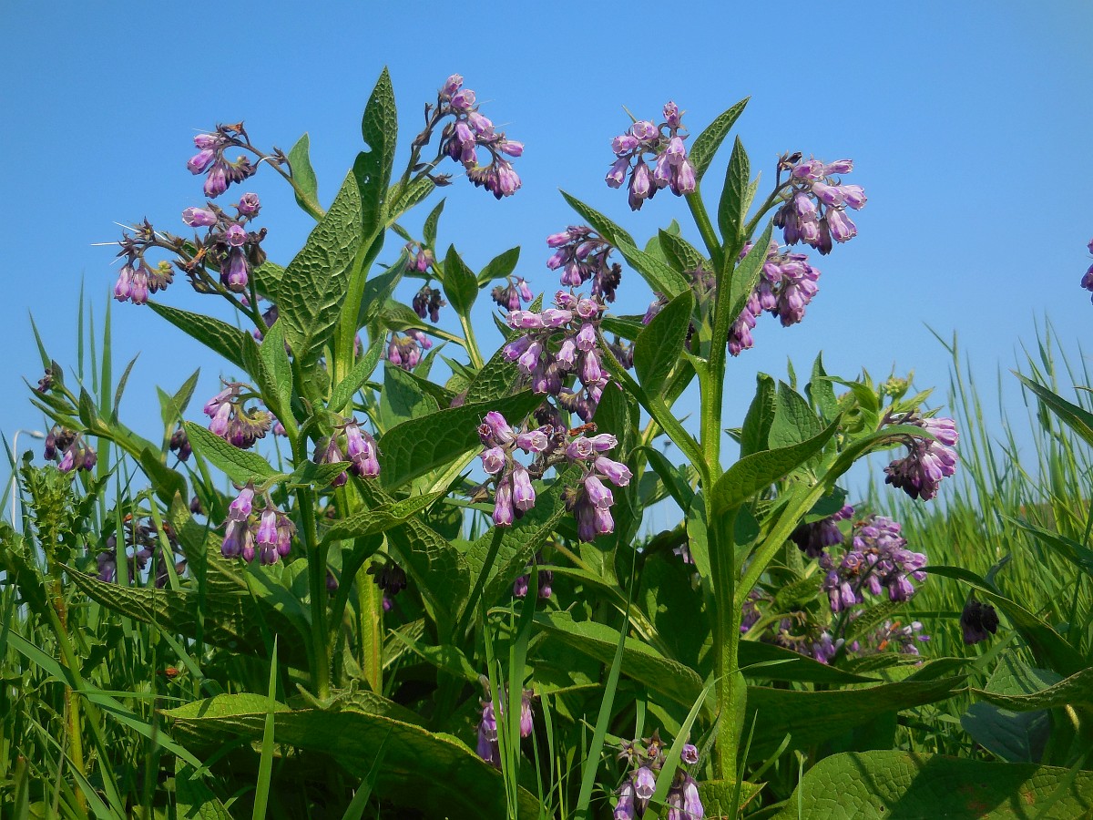 Symphytum officinale, Common Comfrey