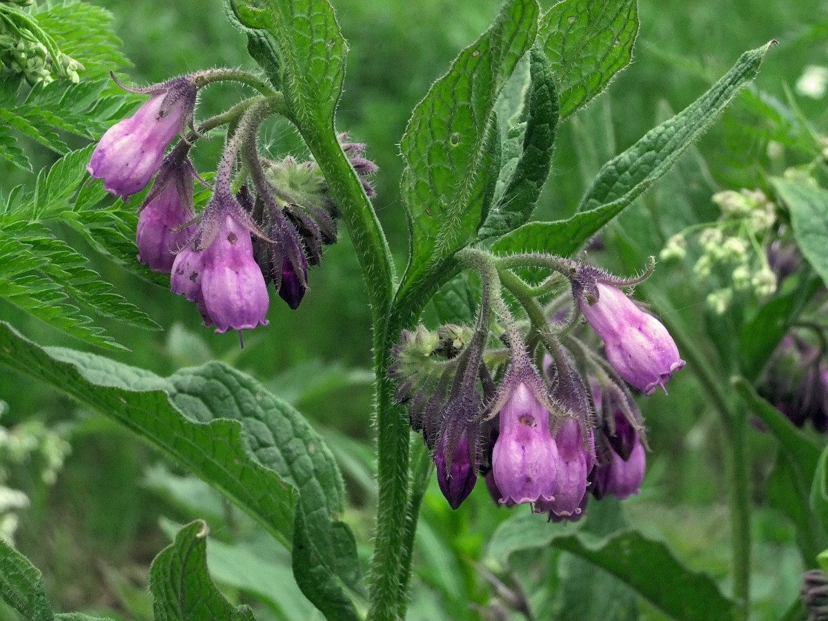 Symphytum officinale, Common Comfrey