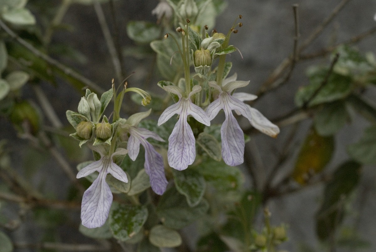 Teucrium fruticans, Shrubby Germander