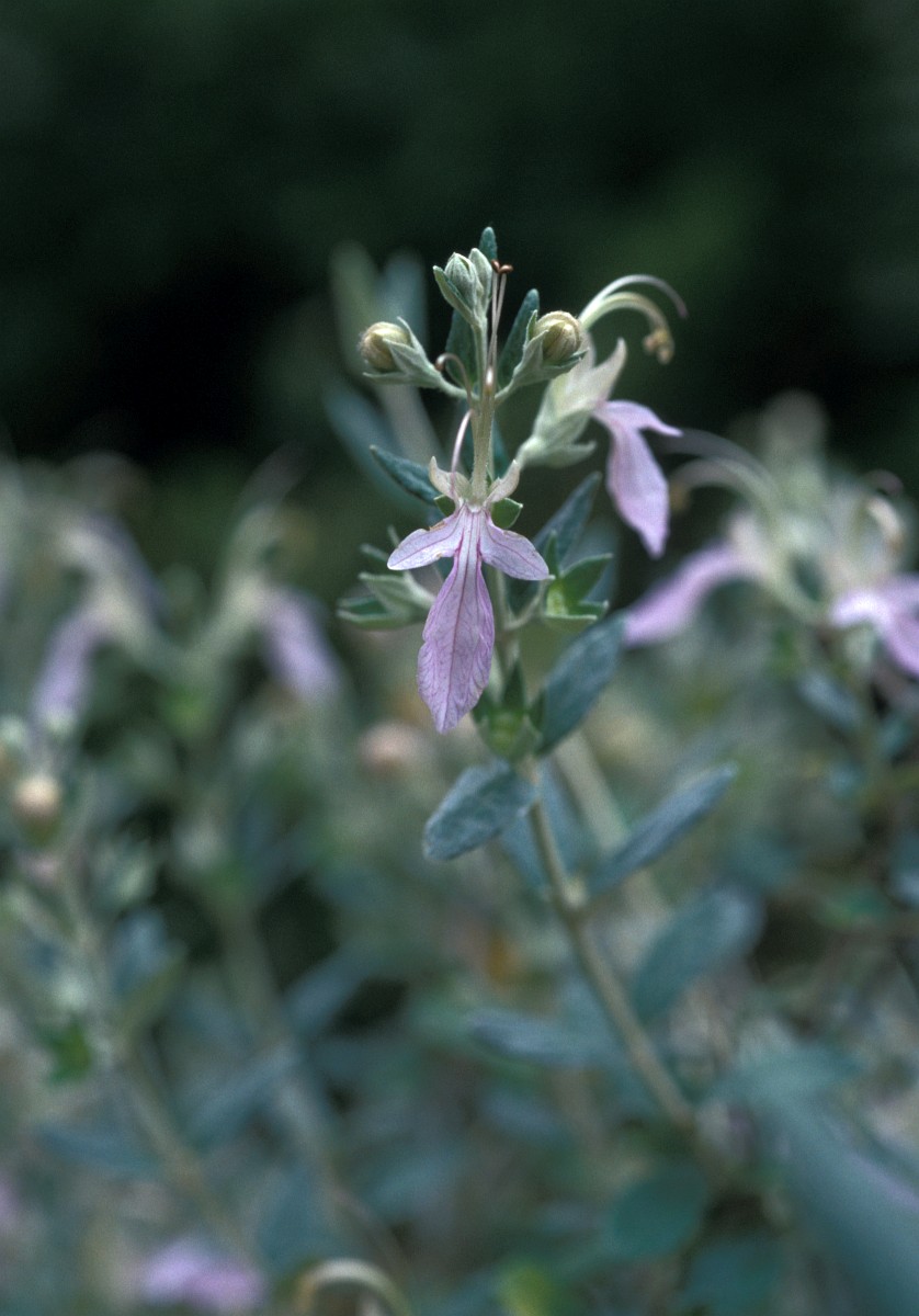 Teucrium fruticans, Shrubby Germander