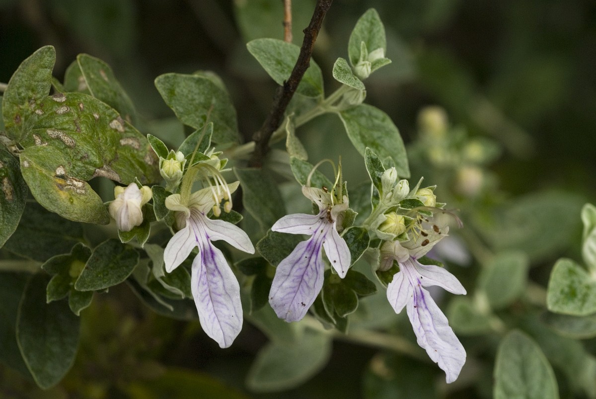 Teucrium fruticans, Shrubby Germander