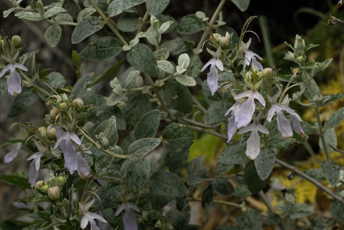 Teucrium fruticans, Shrubby Germander