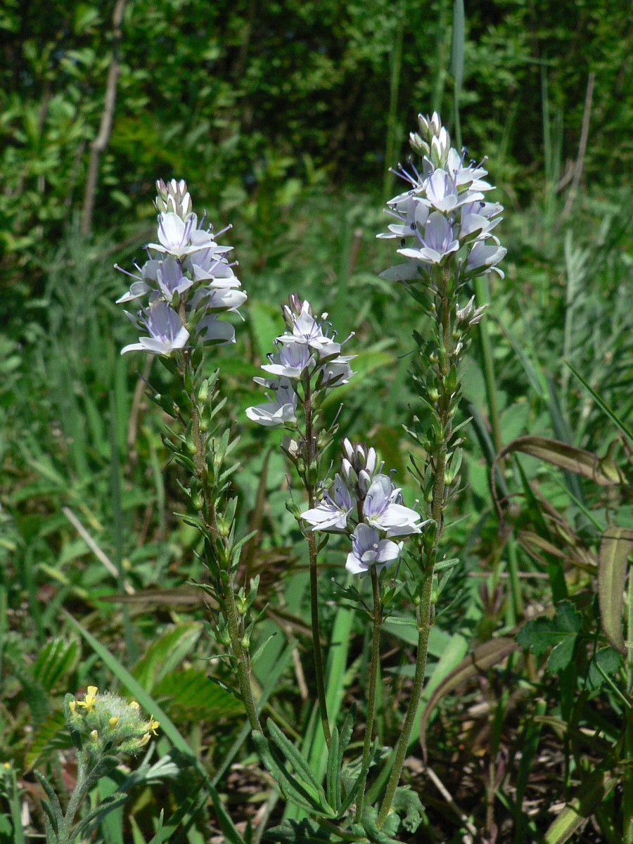 Veronica prostrata, Prostrate Speedwell