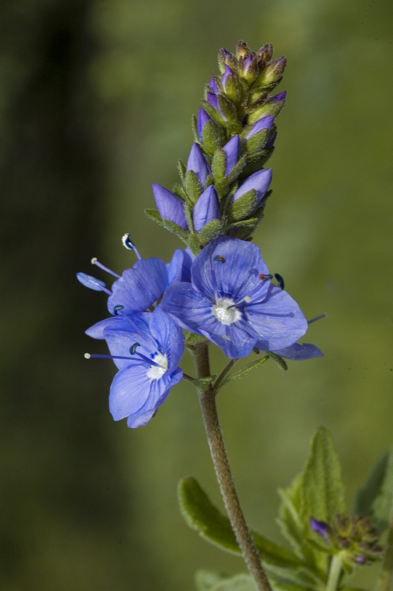 Veronica prostrata, Prostrate Speedwell