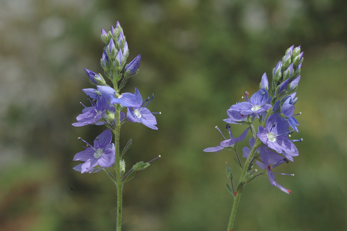 Veronica prostrata, Prostrate Speedwell