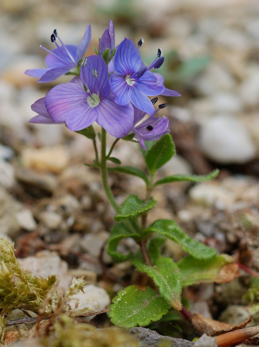 Veronica prostrata, Prostrate Speedwell