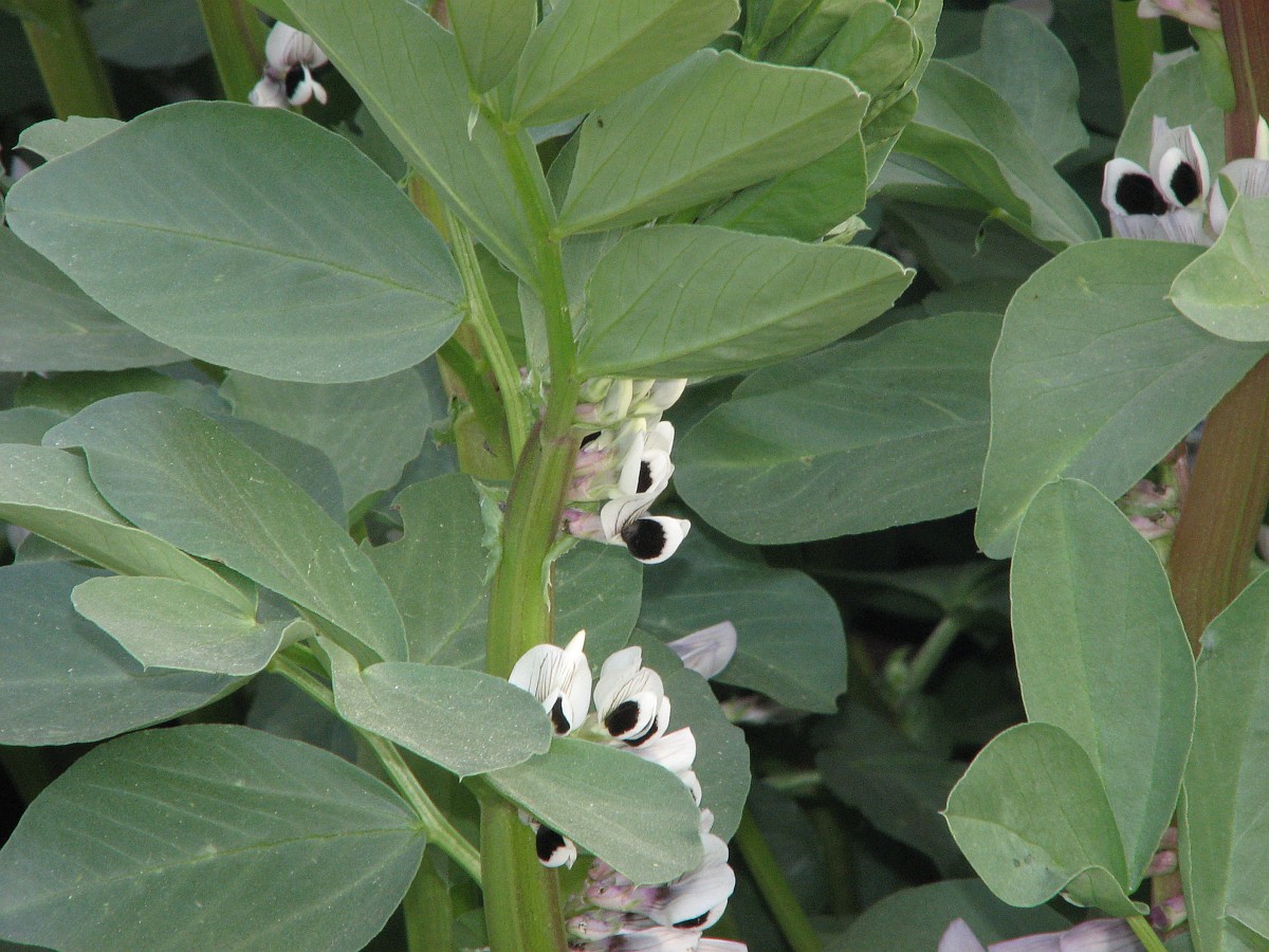 Vicia faba
