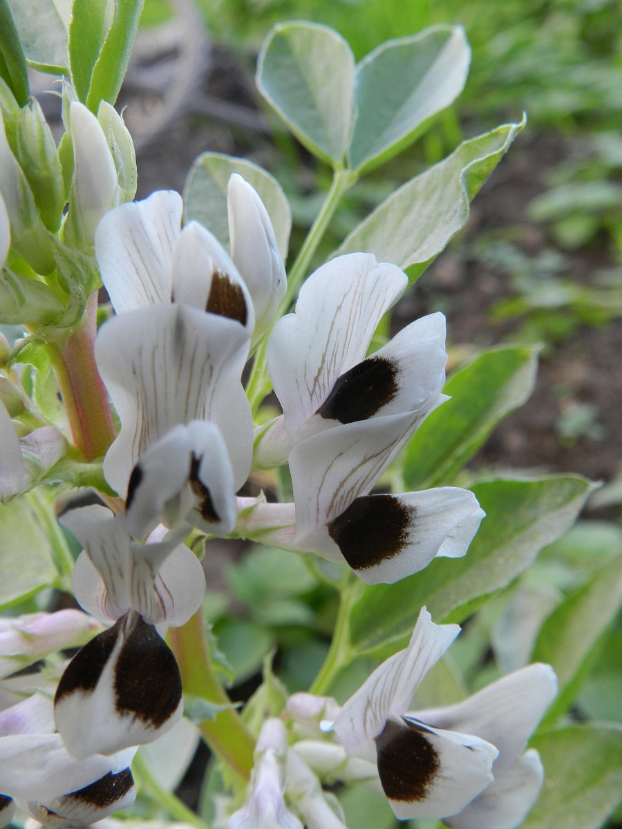 Vicia faba