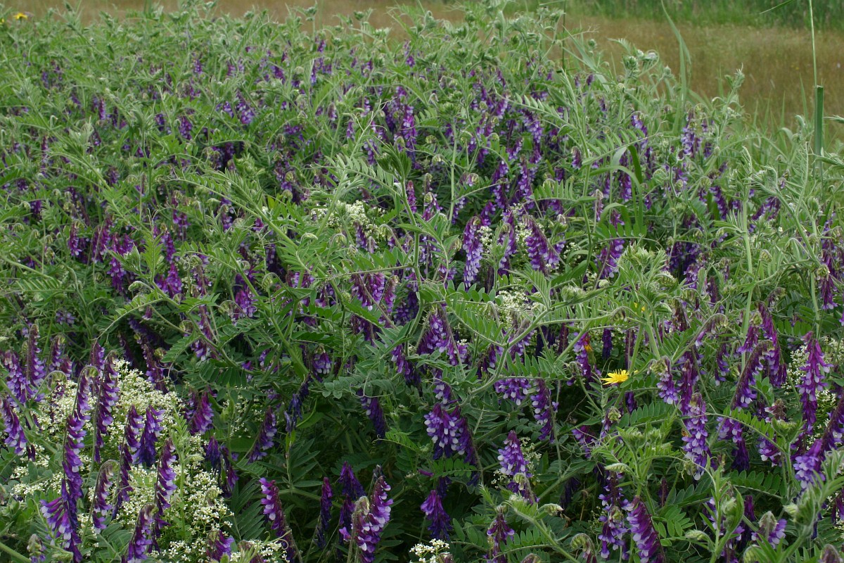 Vicia villosa, Fodder Vetch