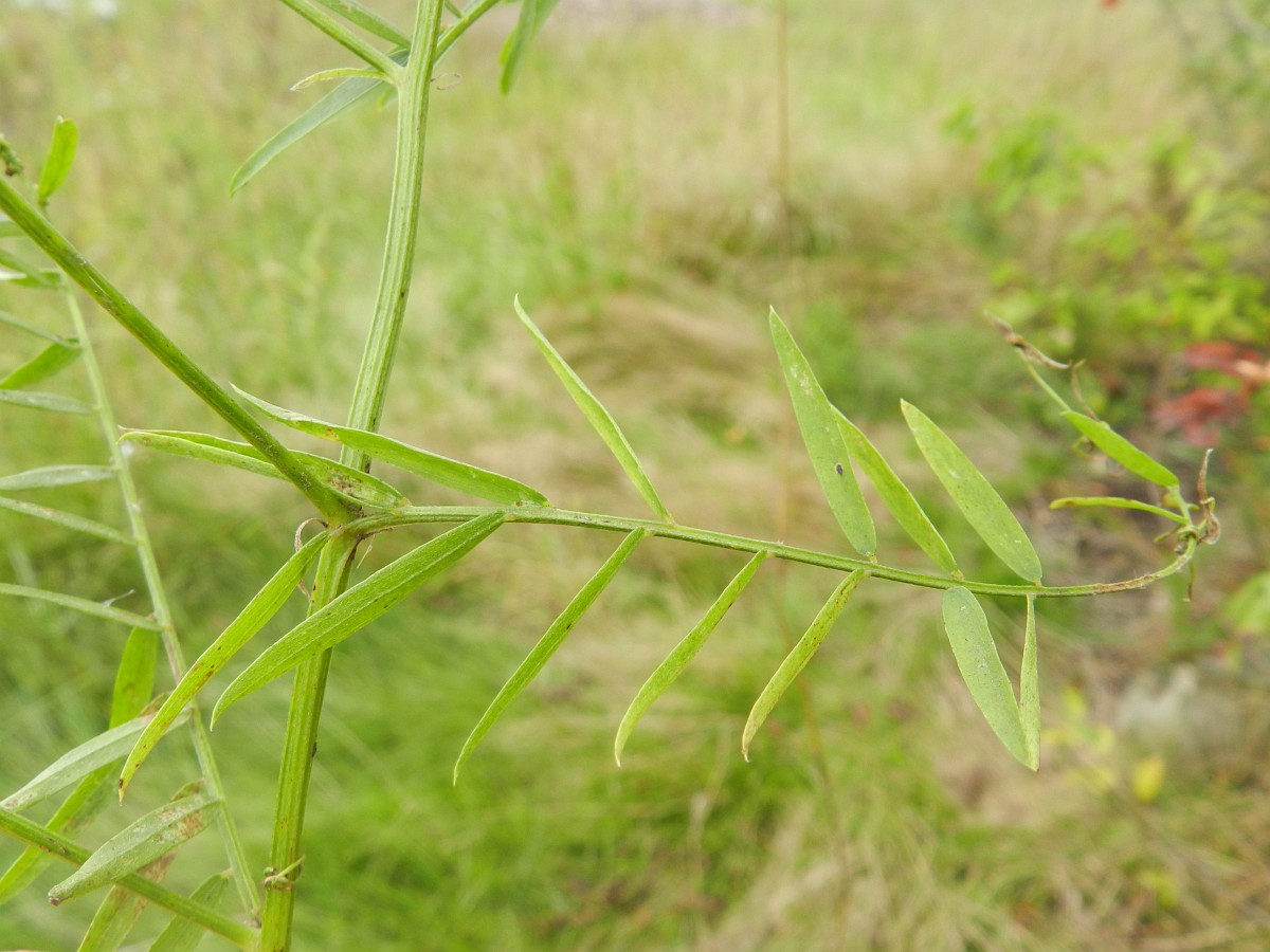Vicia villosa, Fodder Vetch