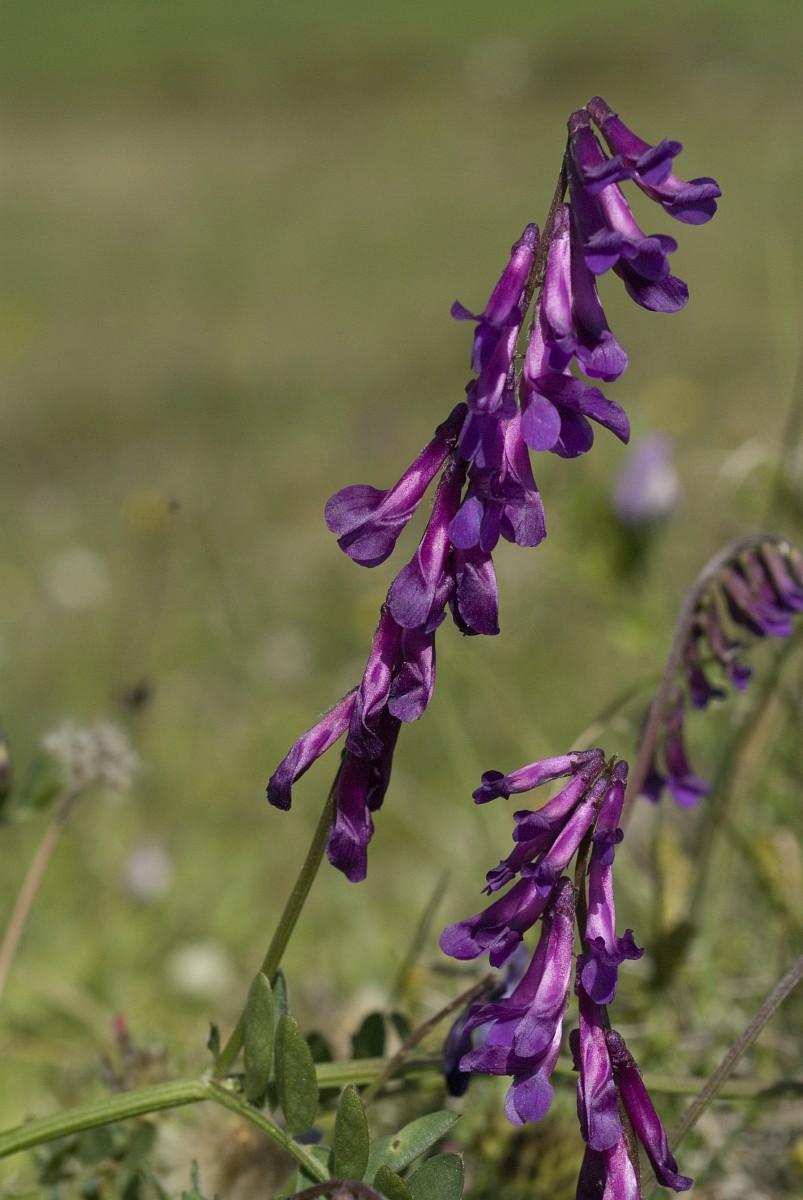 Vicia villosa, Fodder Vetch