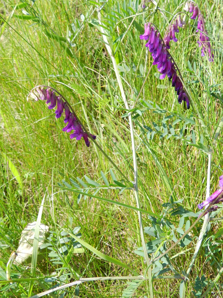 Vicia villosa, Fodder Vetch