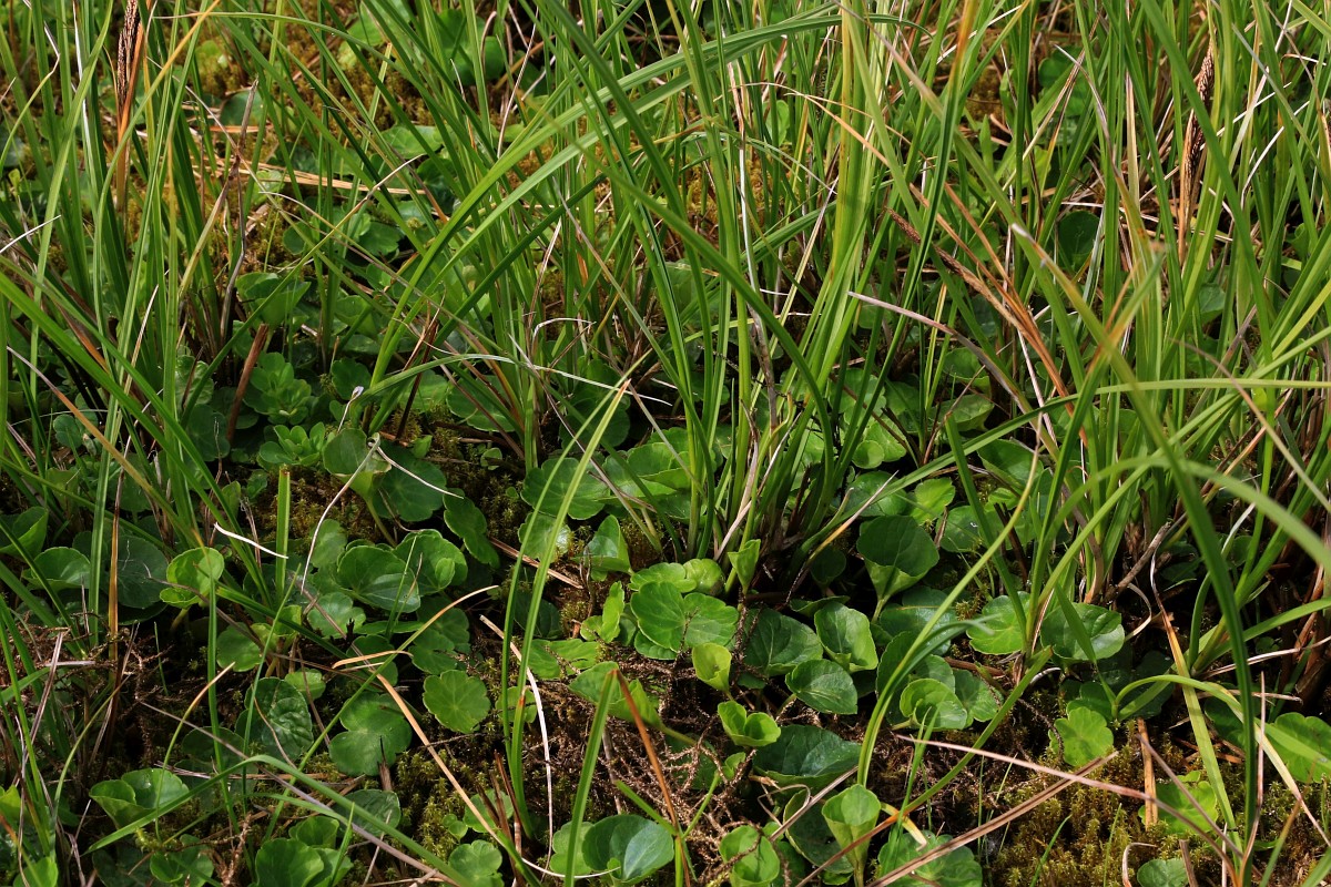 Viola palustris, Marsh Violet