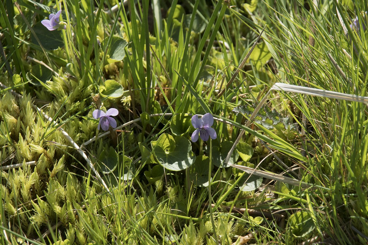 Viola palustris, Marsh Violet