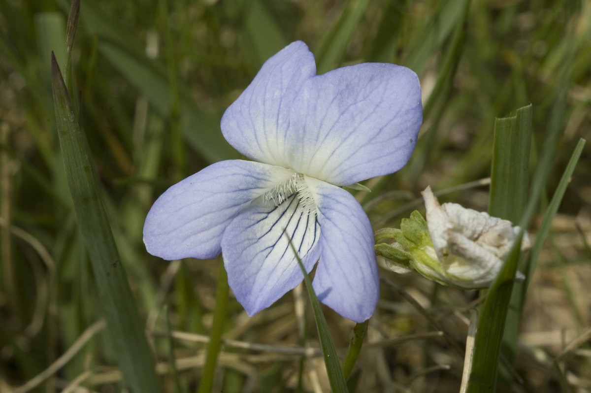 Viola palustris, Marsh Violet