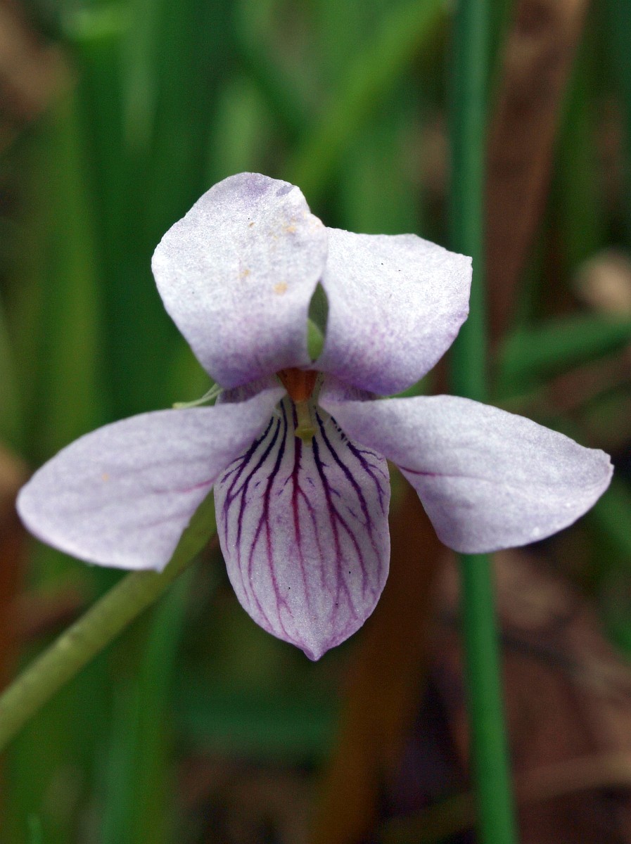 Viola palustris, Marsh Violet