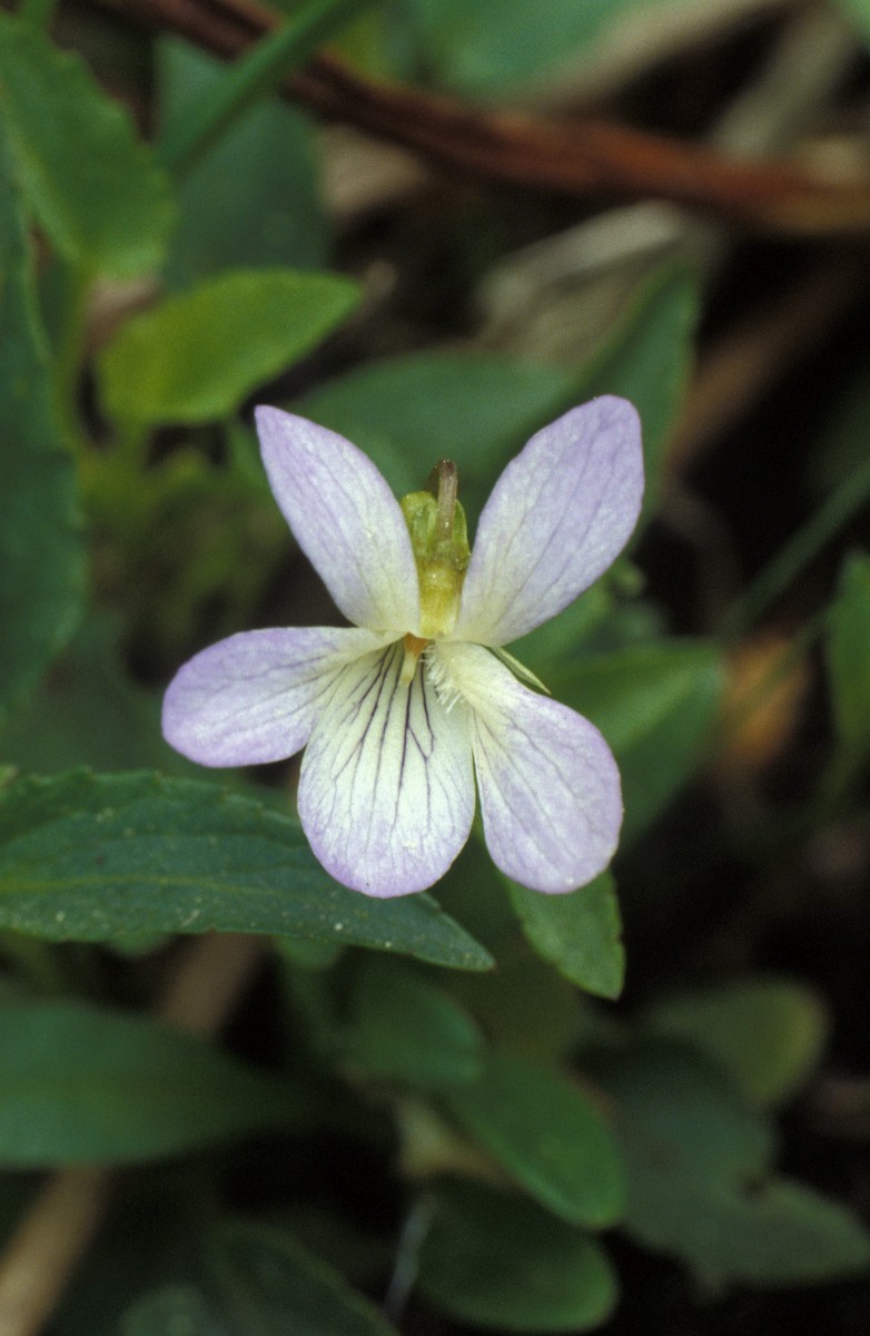 Viola persicifolia, Fen Violet