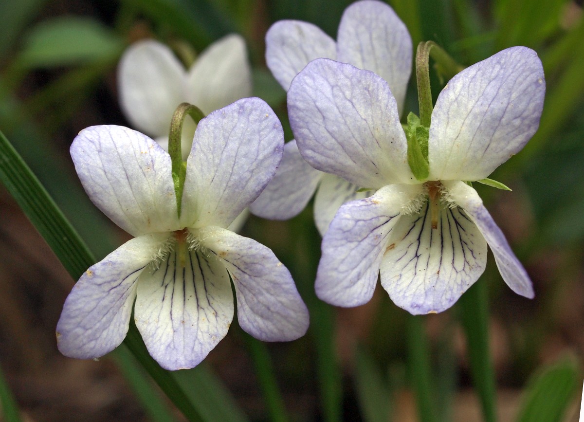 Viola persicifolia, Fen Violet
