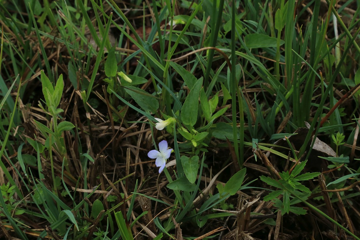 Viola persicifolia, Fen Violet