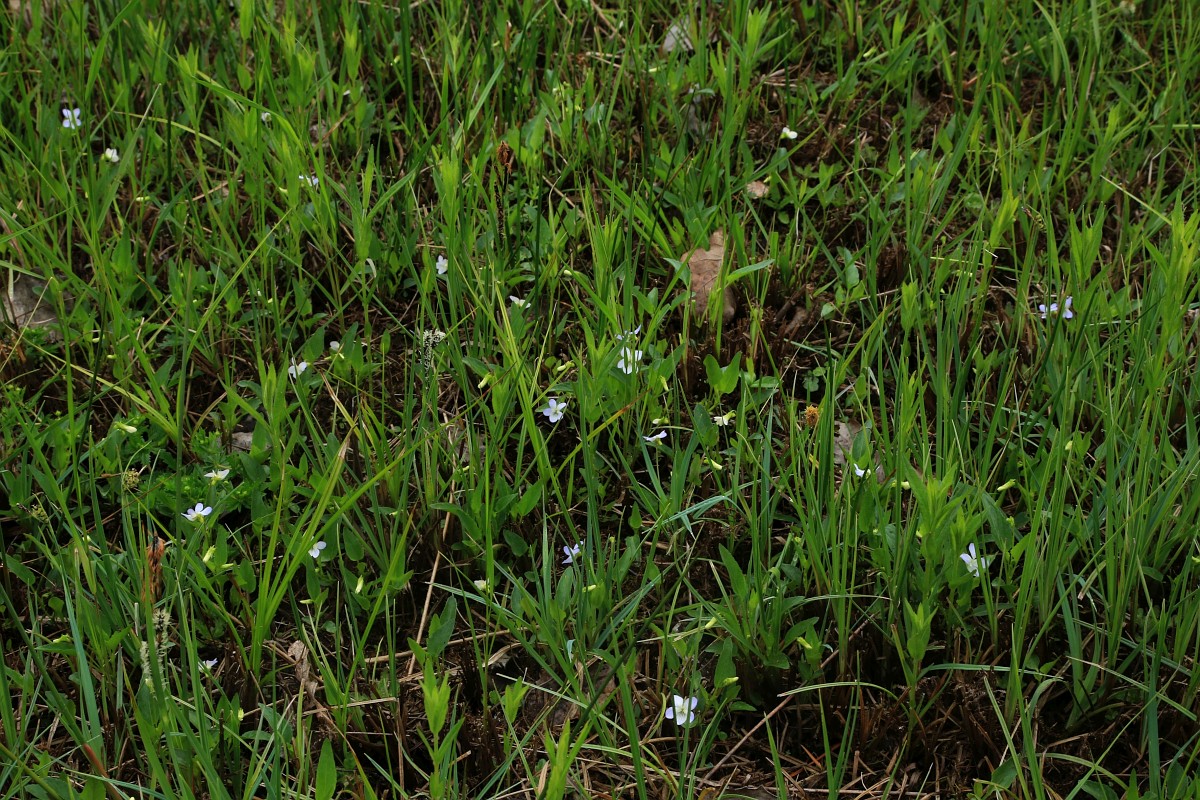 Viola persicifolia, Fen Violet
