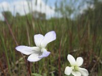 Viola persicifolia, Fen Violet