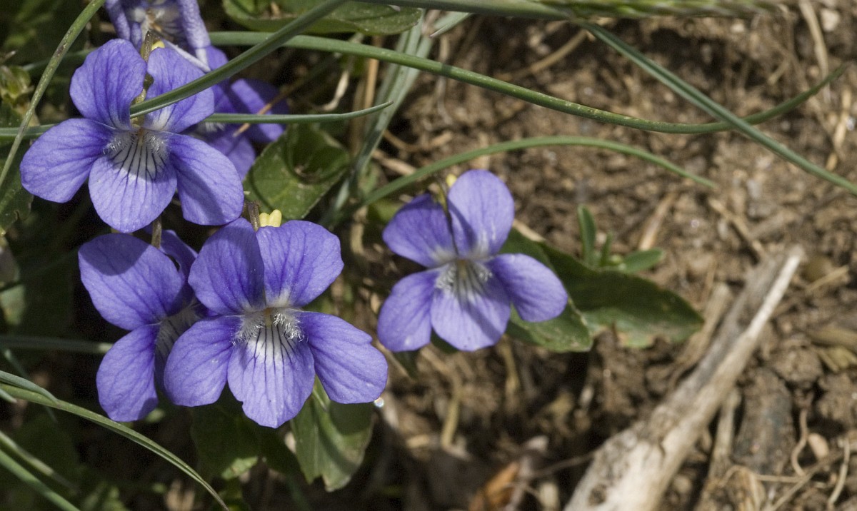 Viola rupestris, Teesdale Violet