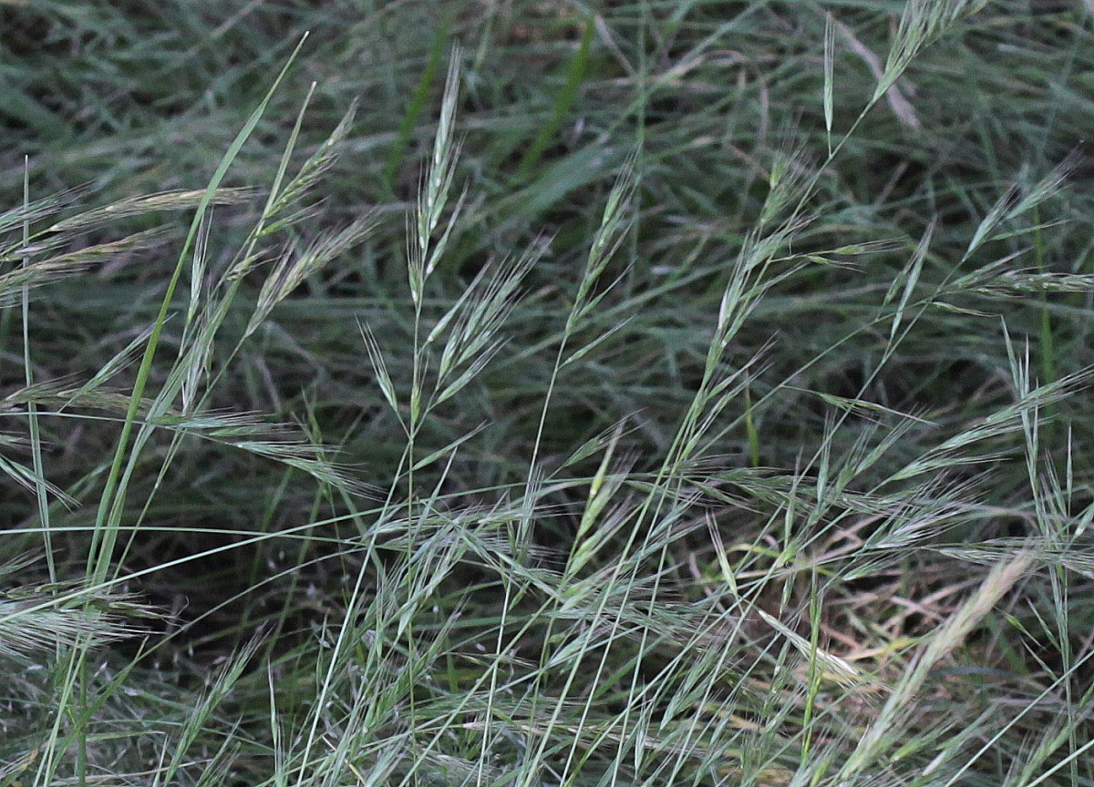 Vulpia bromoides, Brome Fescue