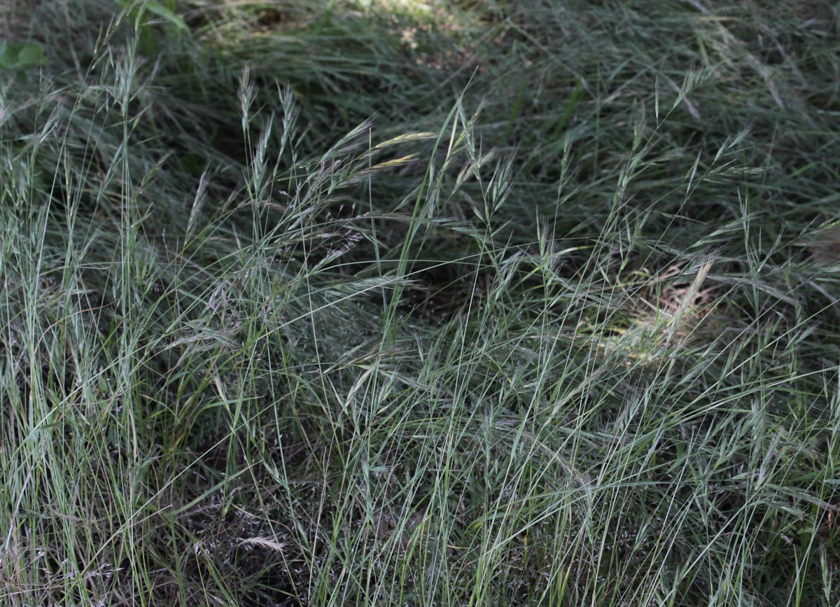 Vulpia bromoides, Brome Fescue
