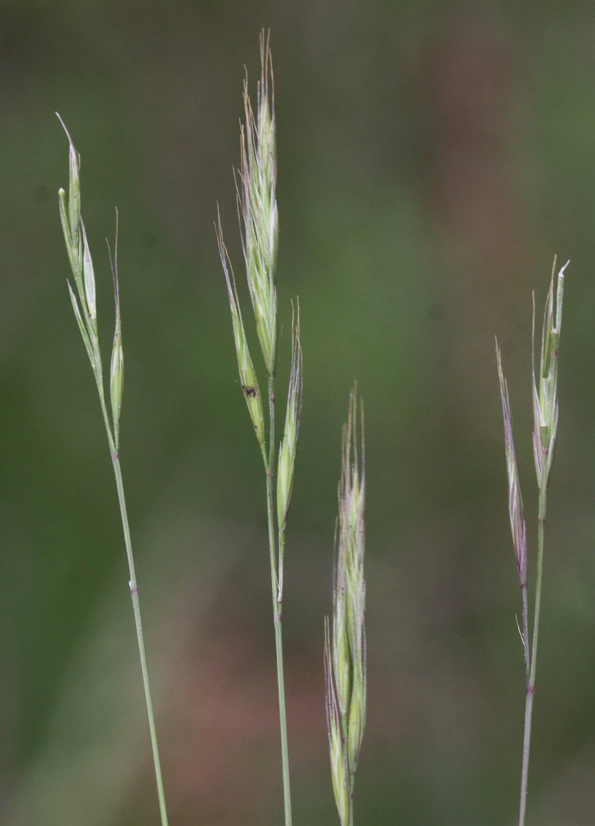 Vulpia bromoides, Brome Fescue