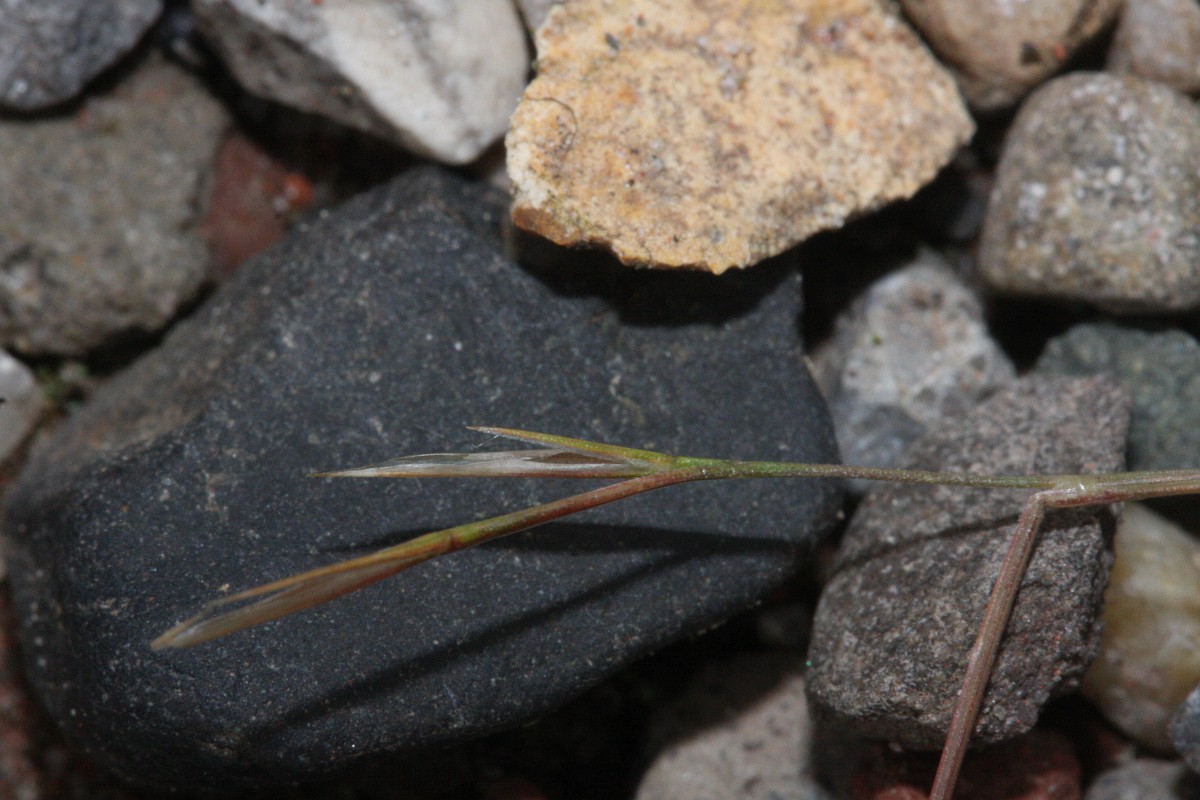 Vulpia bromoides, Brome Fescue