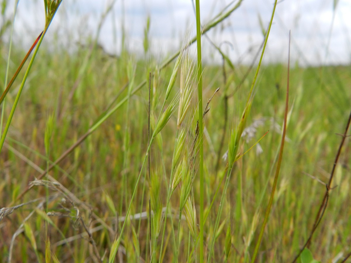 Vulpia bromoides, Brome Fescue