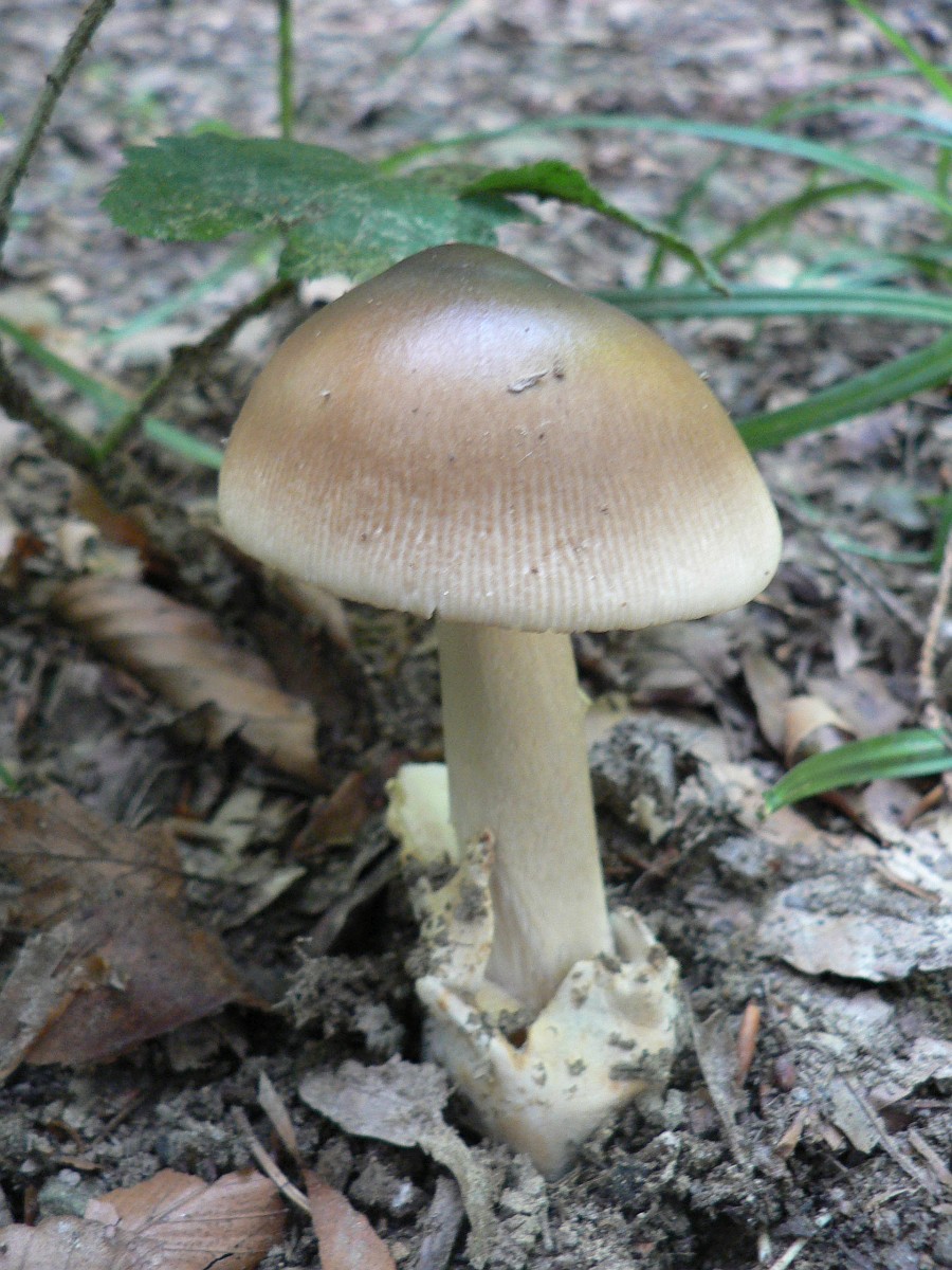 Amanita fulva, Tawny Grisette