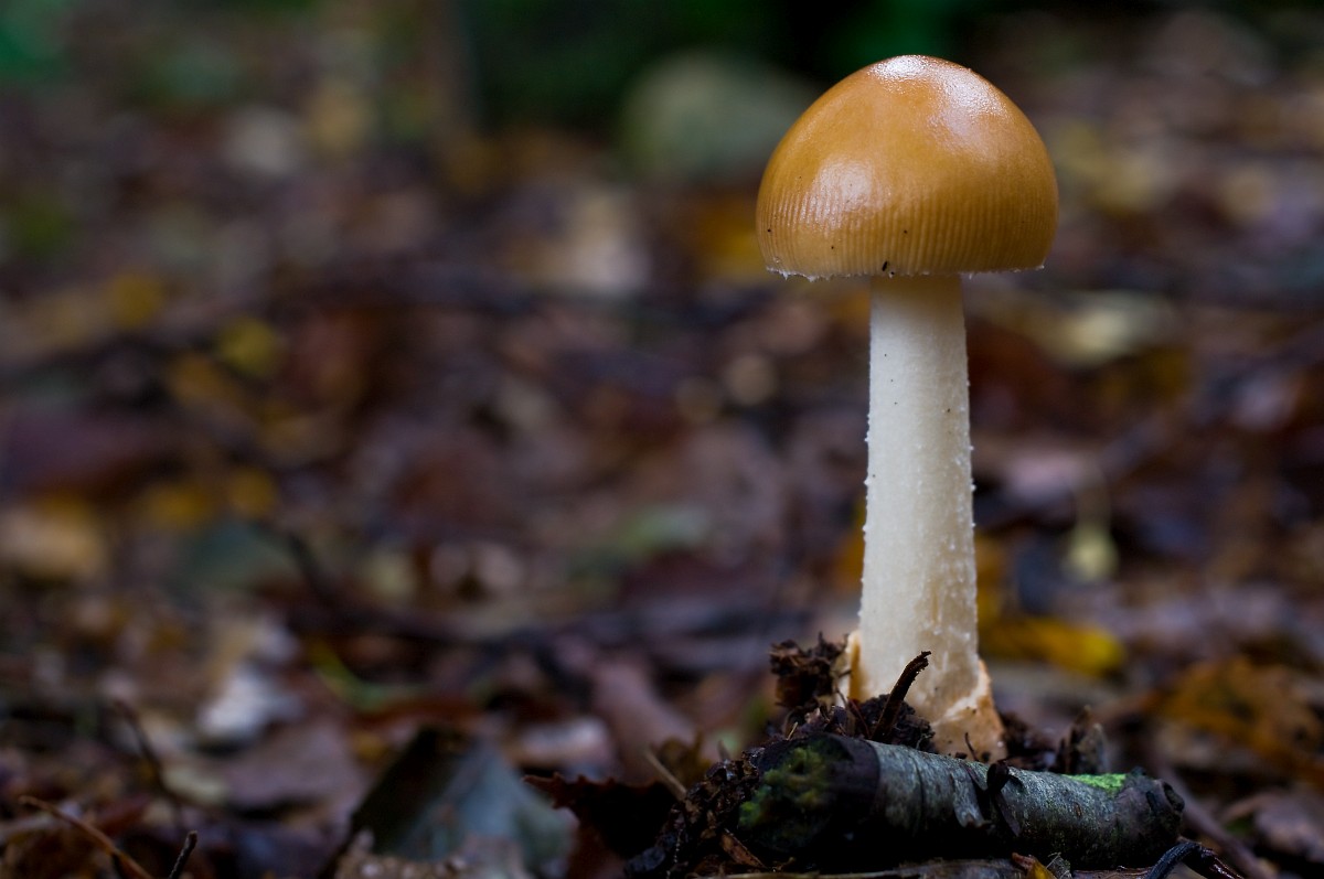 Amanita fulva, Tawny Grisette