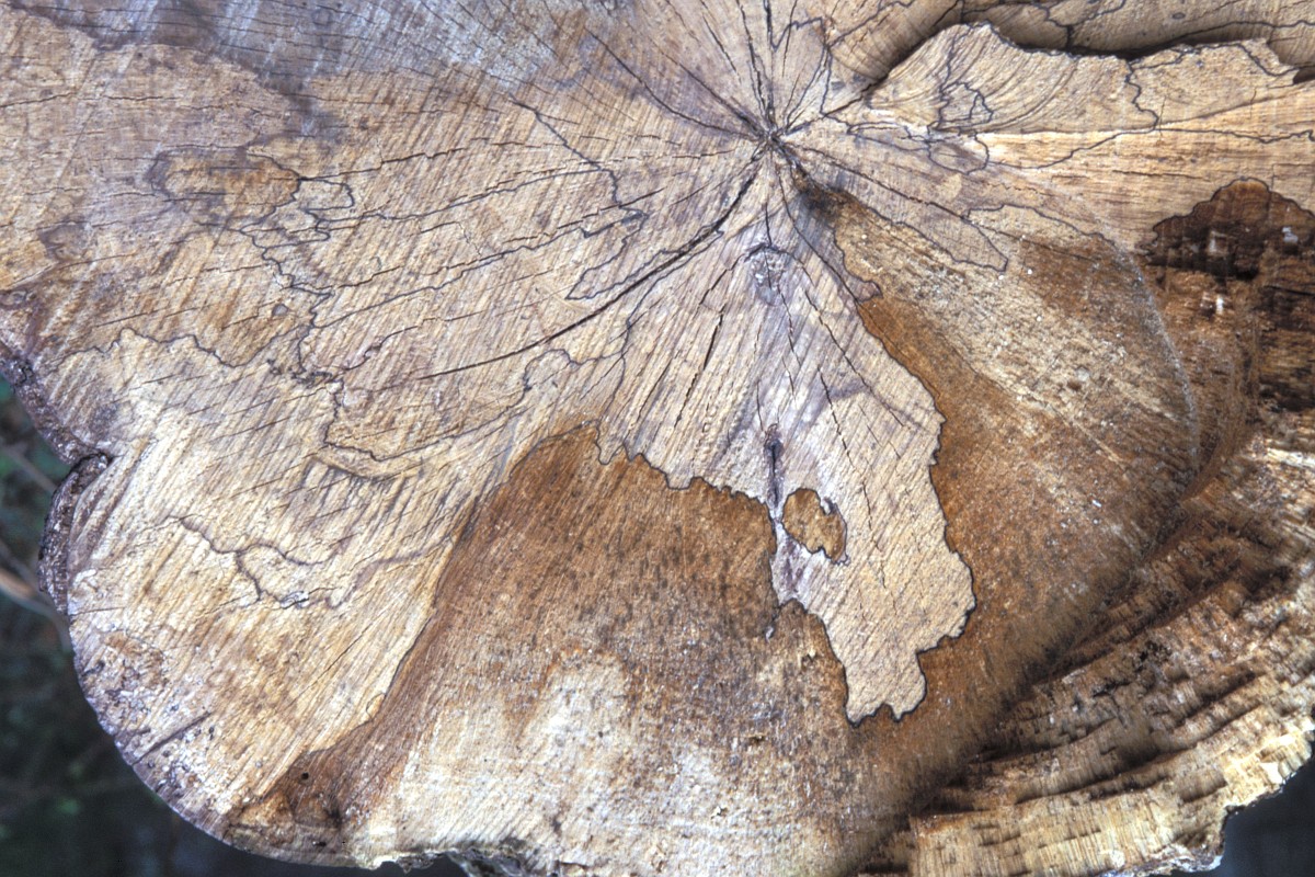 Bispora monilioides, Beaded Twin-Spore