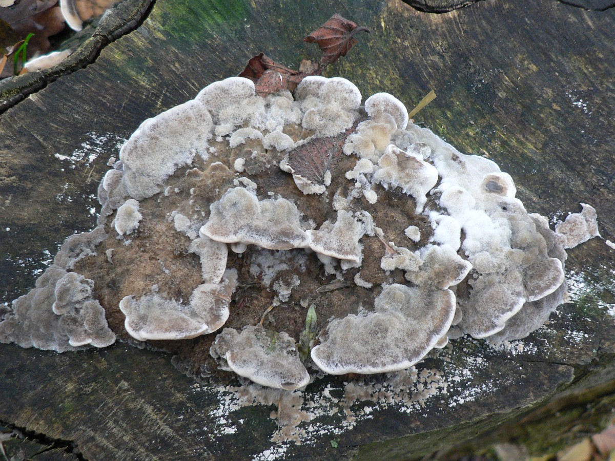 Bjerkandera adusta, Smoky Polypore