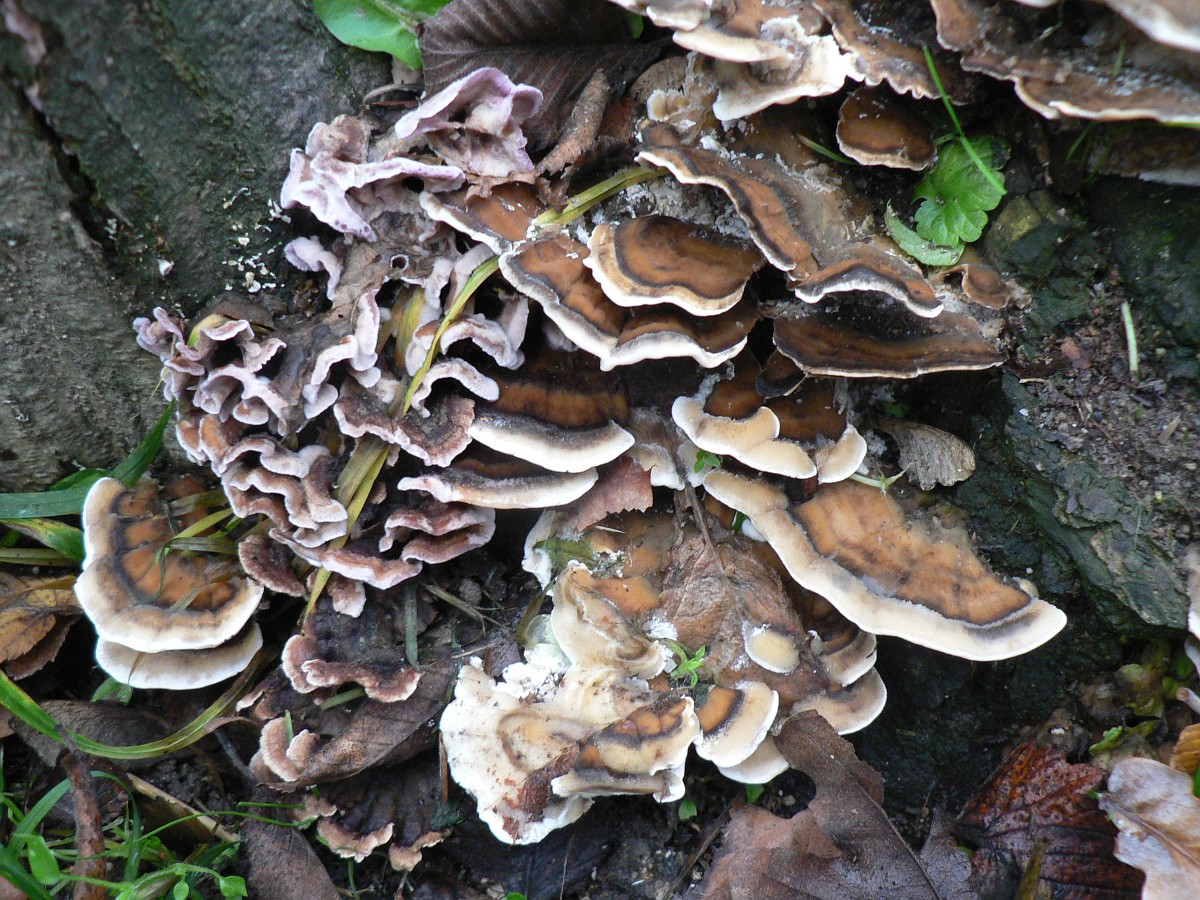 Bjerkandera adusta, Smoky Polypore