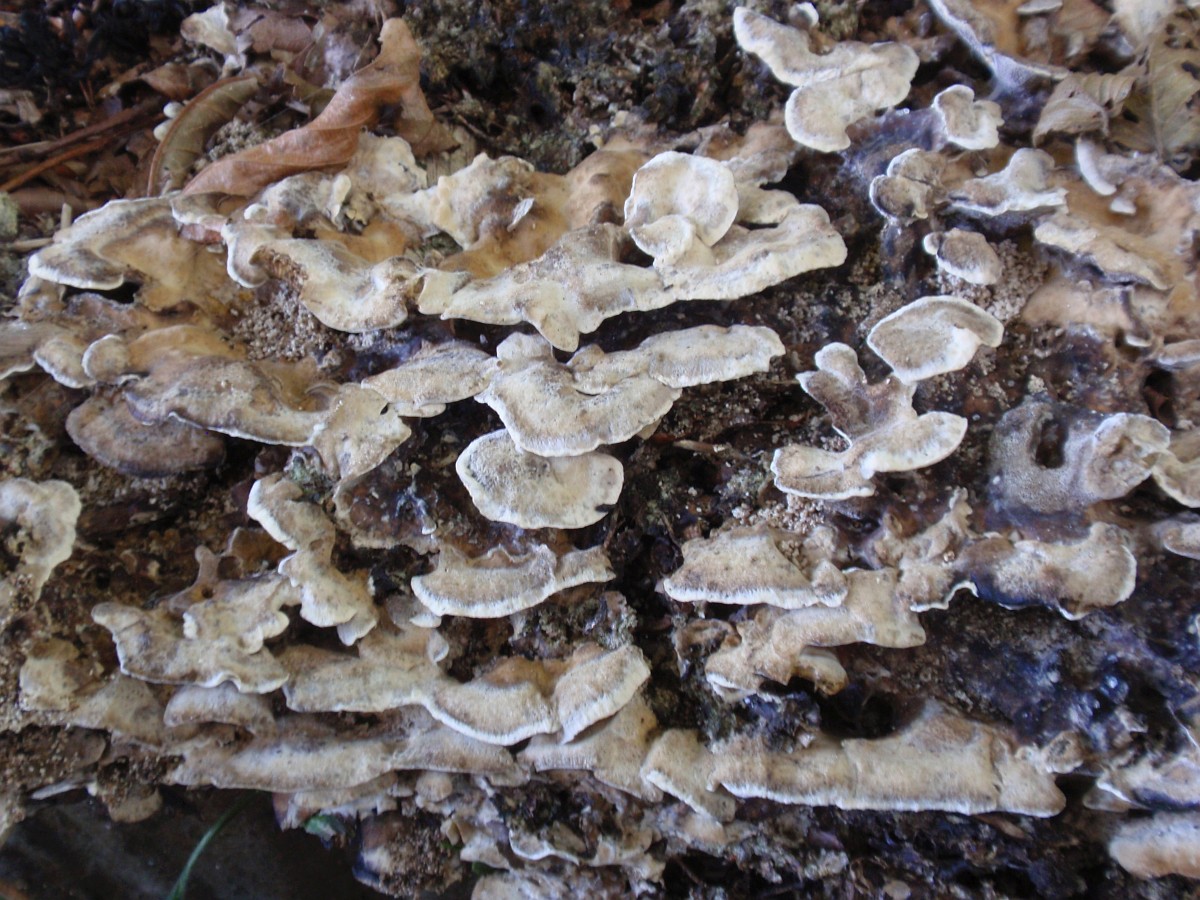 Bjerkandera adusta, Smoky Polypore