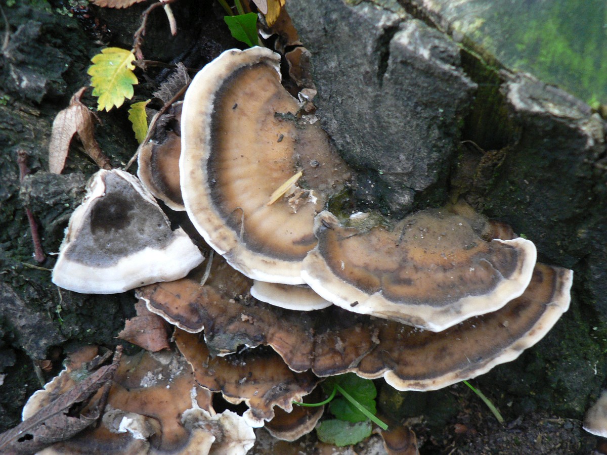 Bjerkandera adusta, Smoky Polypore