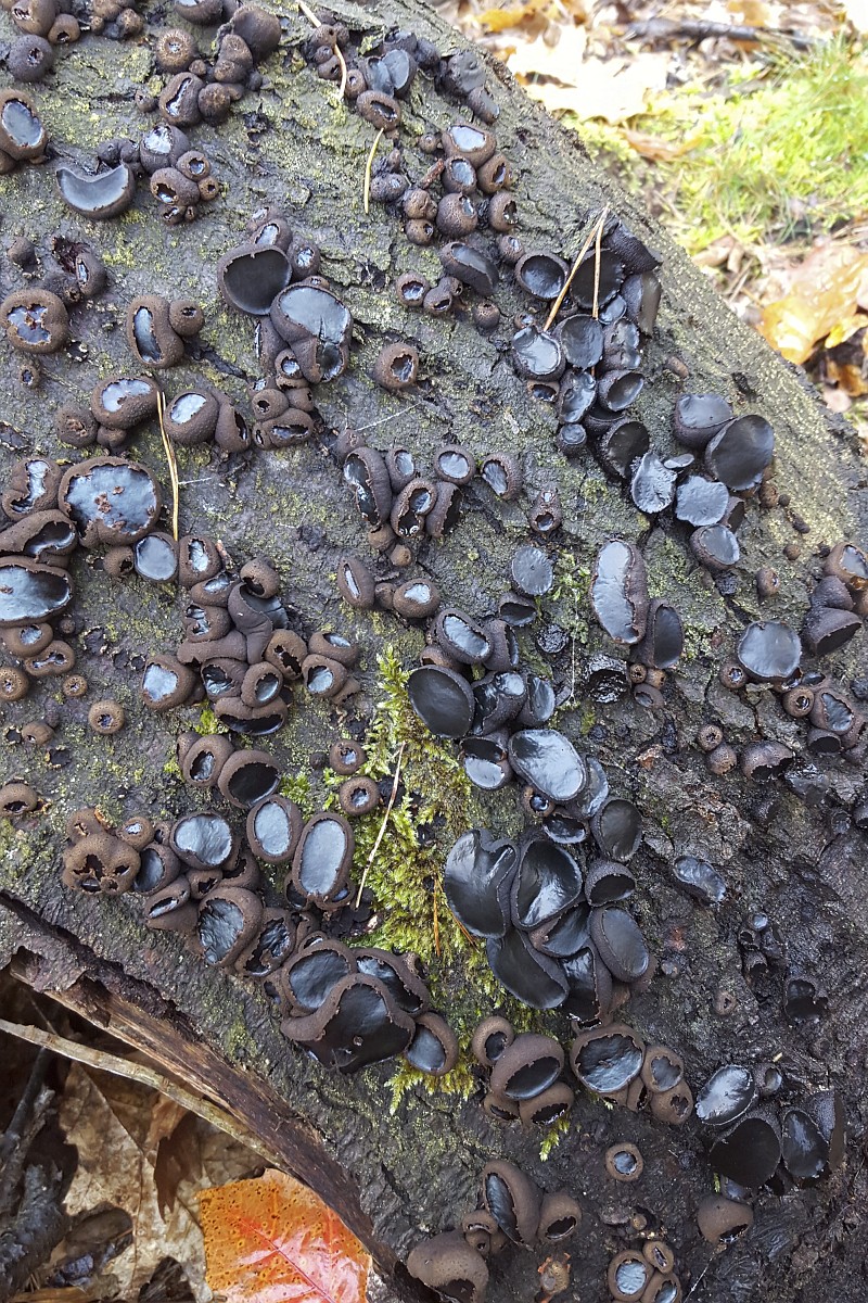 Bulgaria inquinans, Black Bulgar