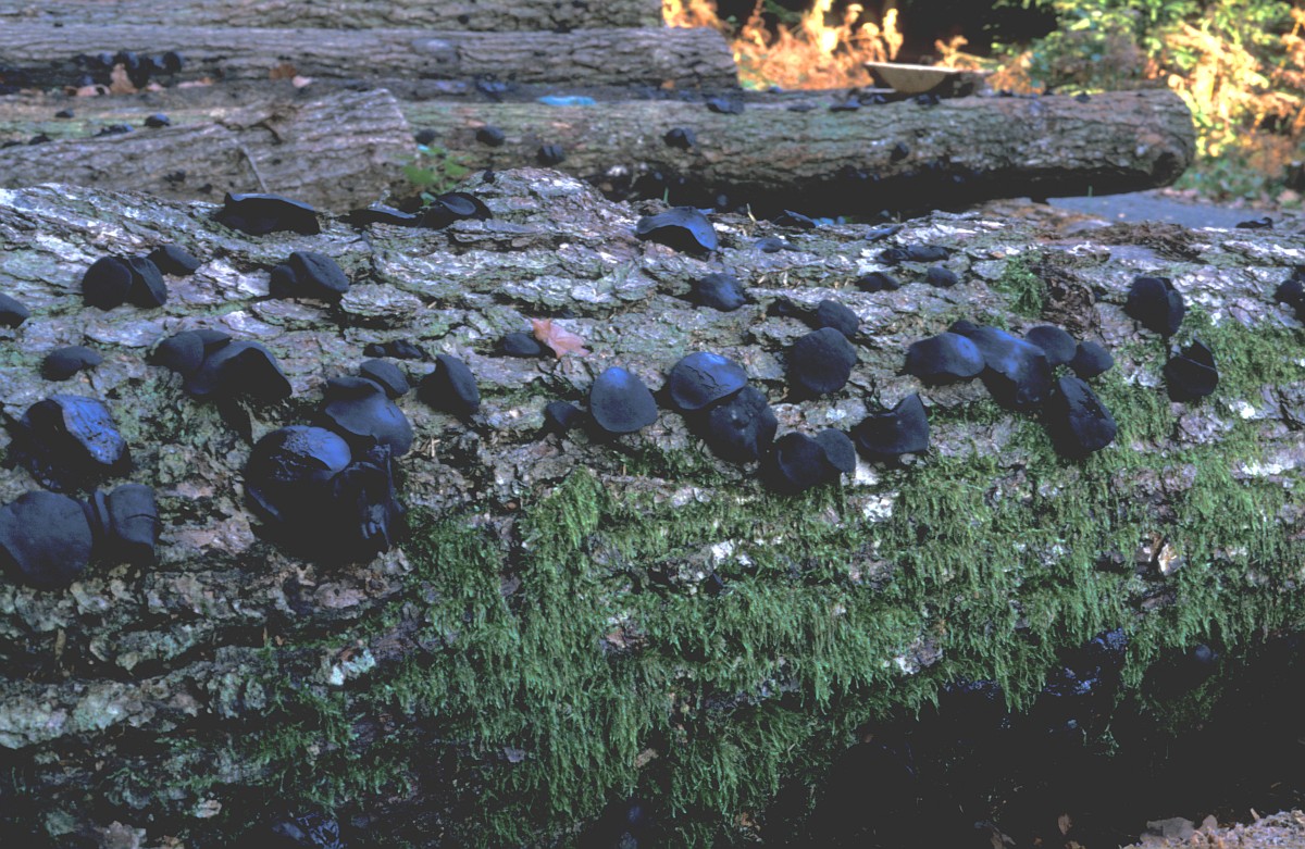 Bulgaria inquinans, Black Bulgar